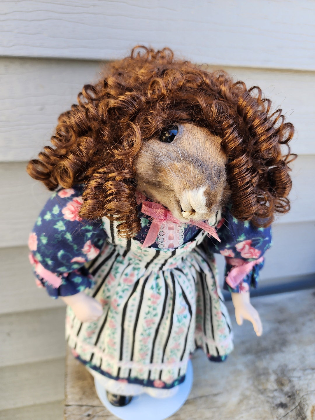 Rabbit Mummified Freeze Dried Wet Specimen With Jar Taxidermy - Etsy