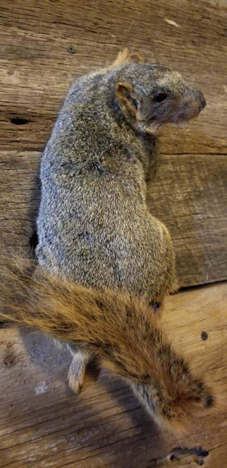 Home & Living Home Décor Fox squirrel taxidermy mount sleeping oddities ...