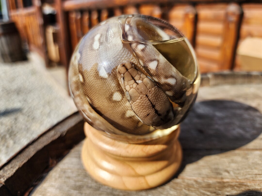 GLOBE Wet Specimen Retic Reticulated Python Snake Taxidermy Mount ...