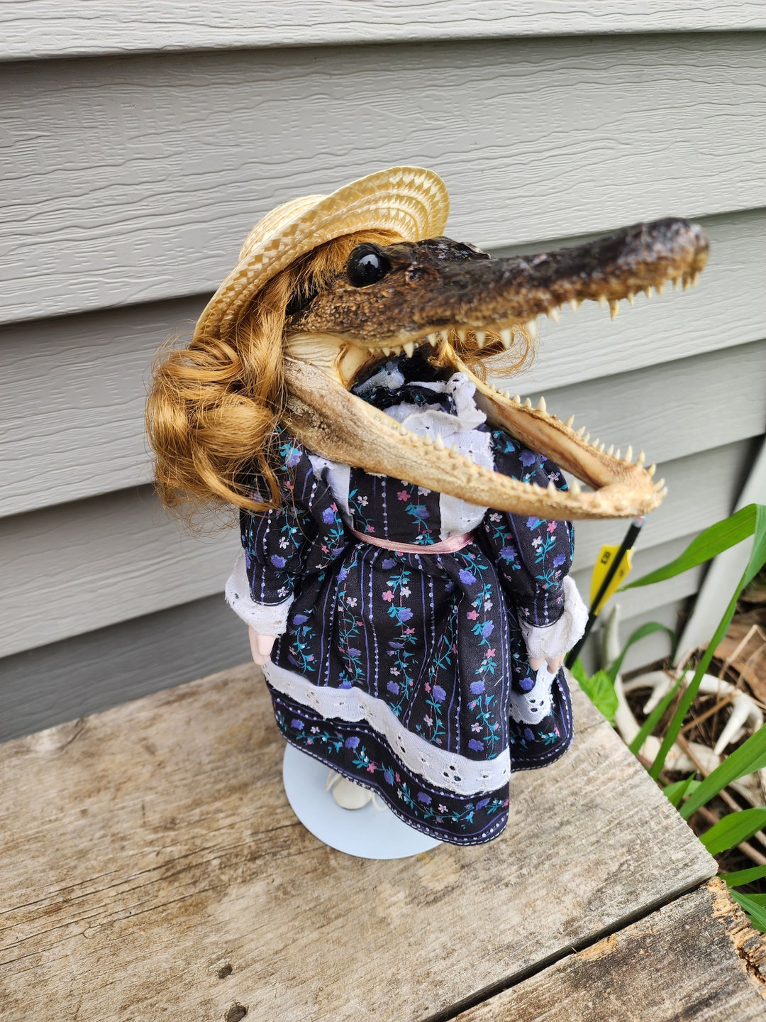 Gator Mummified Freeze Dried Wet Specimen With Jar Taxidermy Mount ...