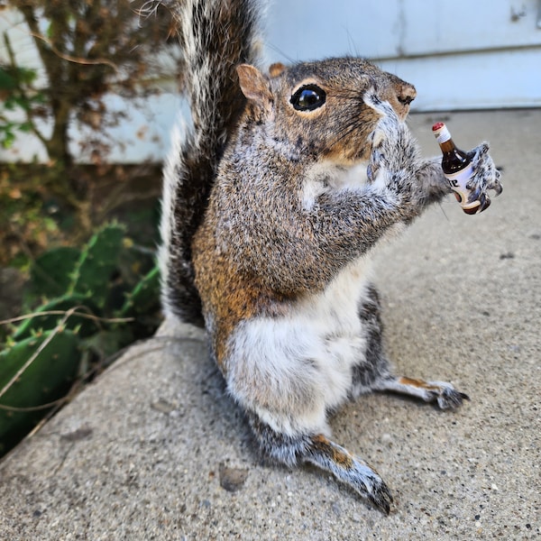 Taxidermy Squirrel - Etsy