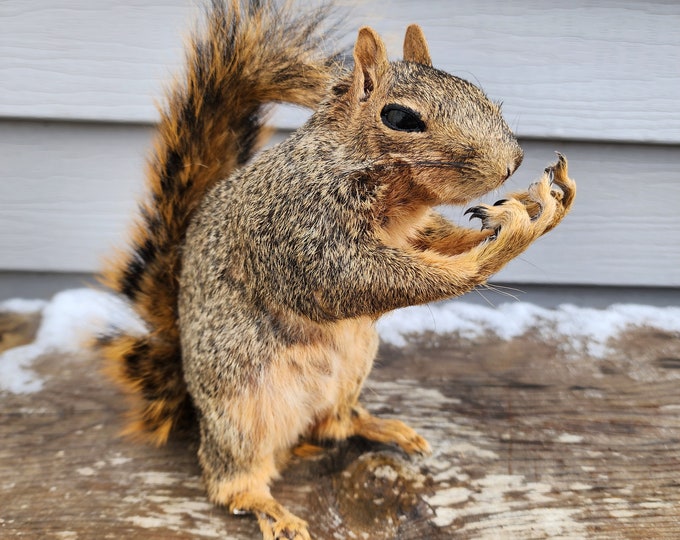 Taxidermy Fox Squirrel Flipping off the Bird Mount - Etsy