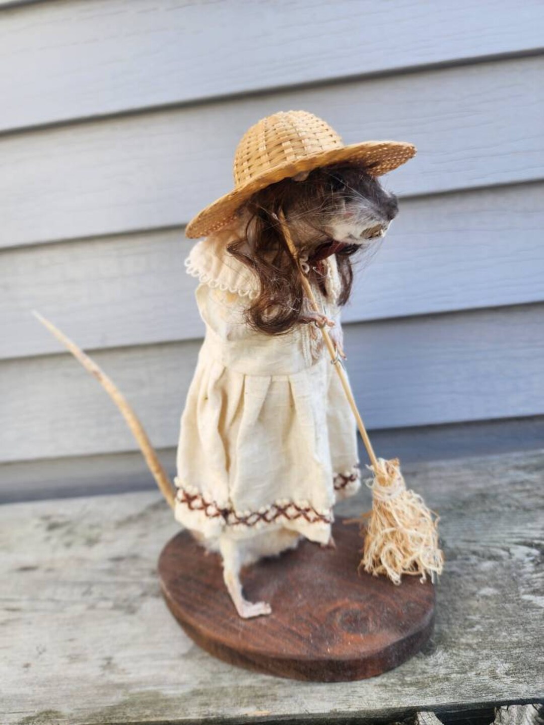 Rat Mount Racoon Opossum Taxidermy Mount Obscure Oddities - Etsy