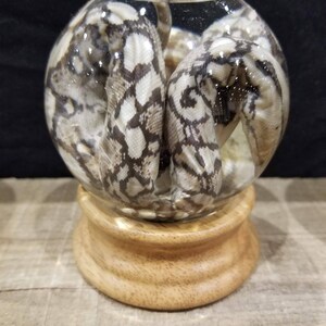 GLOBE Wet Specimen Baby Retic Python Taxidermy Mount Formalin Fixed ...