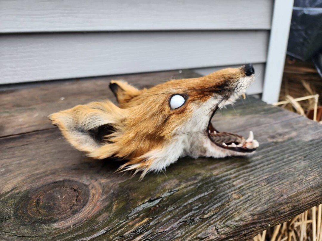 Red Fox Mummified Freeze Dried Wet Specimen Taxidermy Mount - Etsy