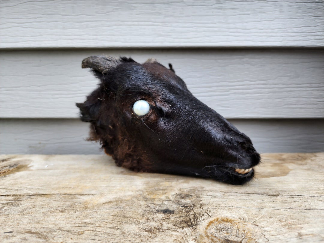 Lamb Boar Goat Ram Sheep Head Mummified Freeze Dried Wet Specimen Mummy ...