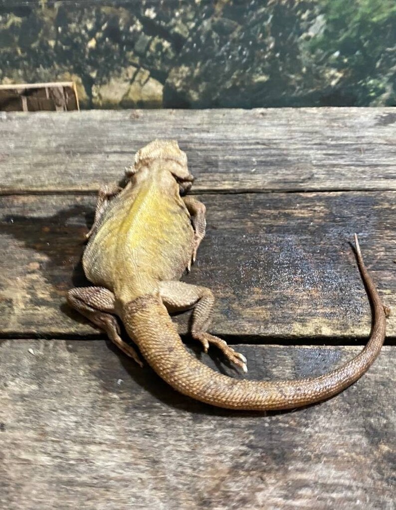 Wet specimen bearded dragon snake taxidermy mount formalin | Etsy
