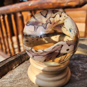 GLOBE Wet Specimen Morph Ball Python Taxidermy Mount Formalin Fixed ...