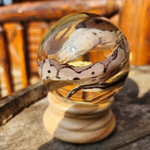 GLOBE Wet Specimen Morph Ball Python Taxidermy Mount Formalin Fixed ...