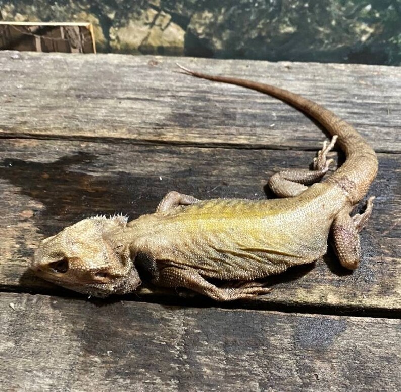 Wet specimen bearded dragon snake taxidermy mount formalin | Etsy