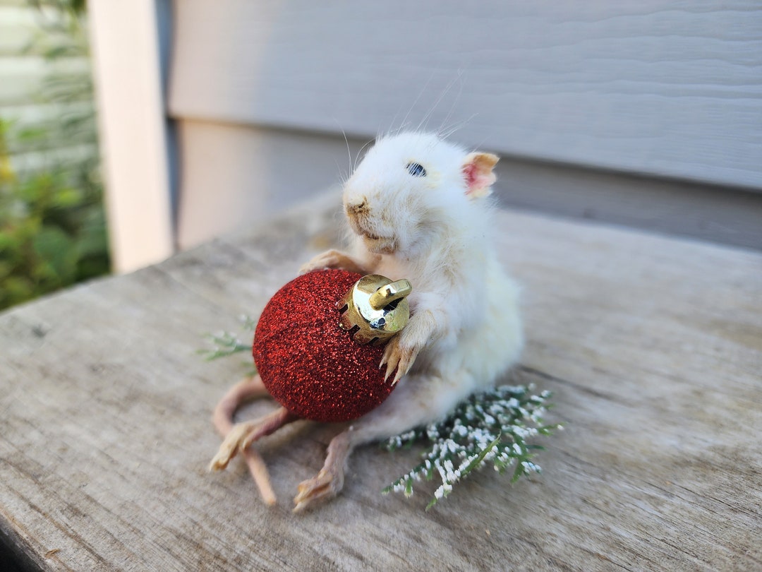 Baby Rat Mount Racoon Opossum Taxidermy Mount Obscure Oddities - Etsy