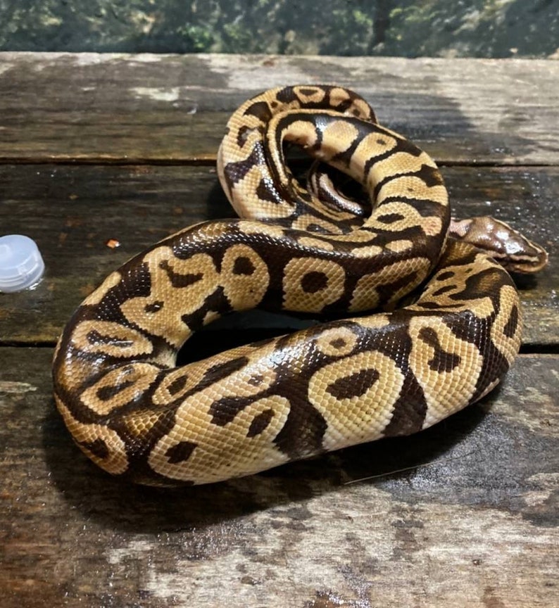 Wet specimen pastel adult ball python snake taxidermy mount | Etsy