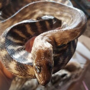Taxidermy Snake Rare Woma Python Taxidermy Mount Formalin - Etsy
