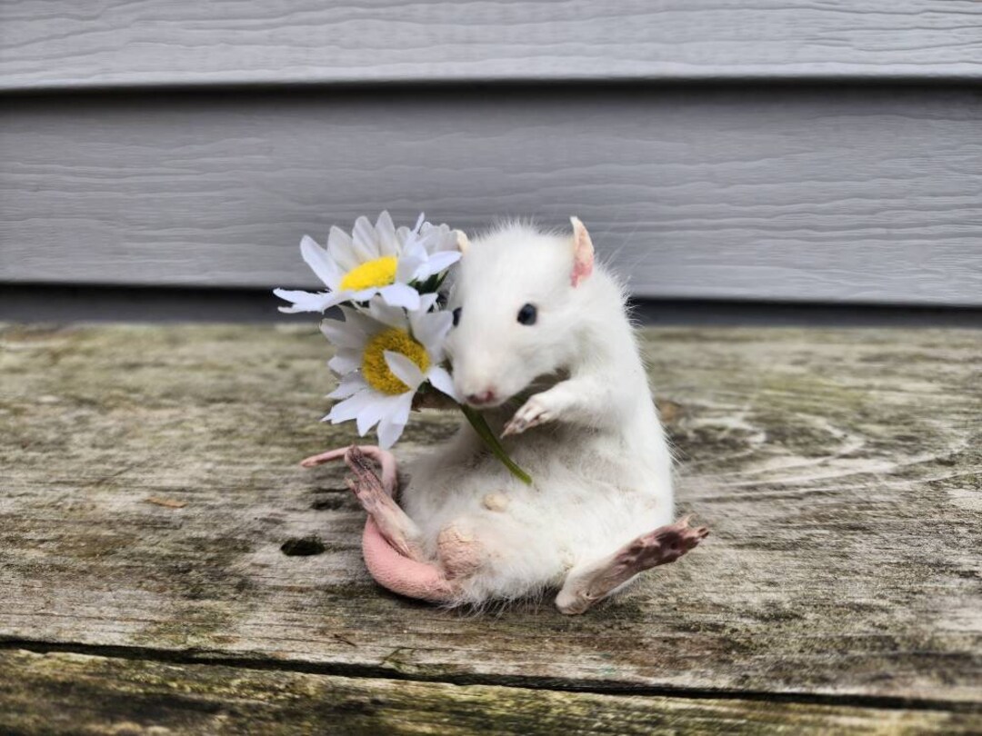 Baby Rat Mount Racoon Opossum Taxidermy Mount Obscure Oddities - Etsy