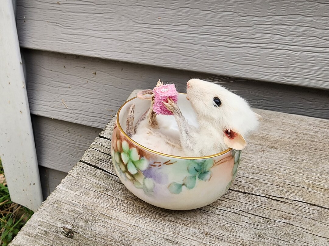 Baby Rat Mount Racoon Opossum Taxidermy Mount Obscure Oddities - Etsy