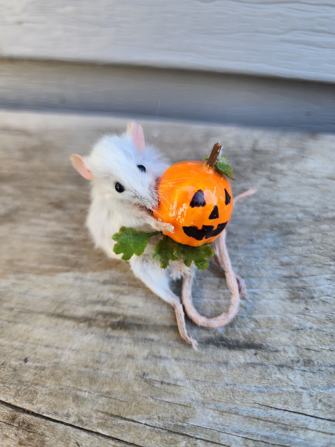 Mouse Mice Mount Taxidermy Oddities - Etsy