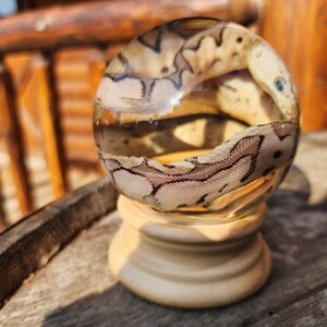 GLOBE Wet Specimen Morph Ball Python Taxidermy Mount Formalin Fixed ...