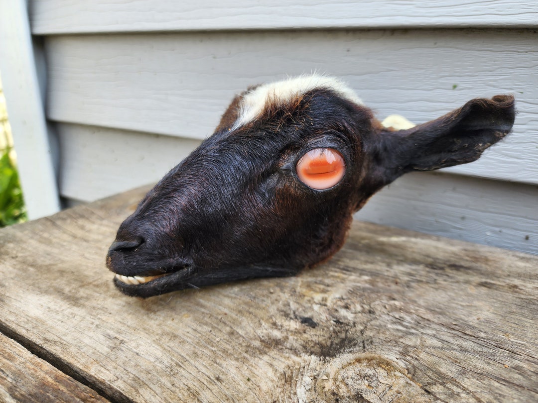 Lamb Boar Goat Ram Sheep Head Mummified Freeze Dried Wet - Etsy