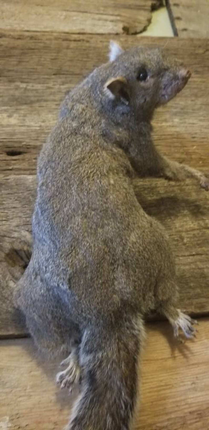 Huge monster gray squirrel taxidermy mount oddities Obscure | Etsy