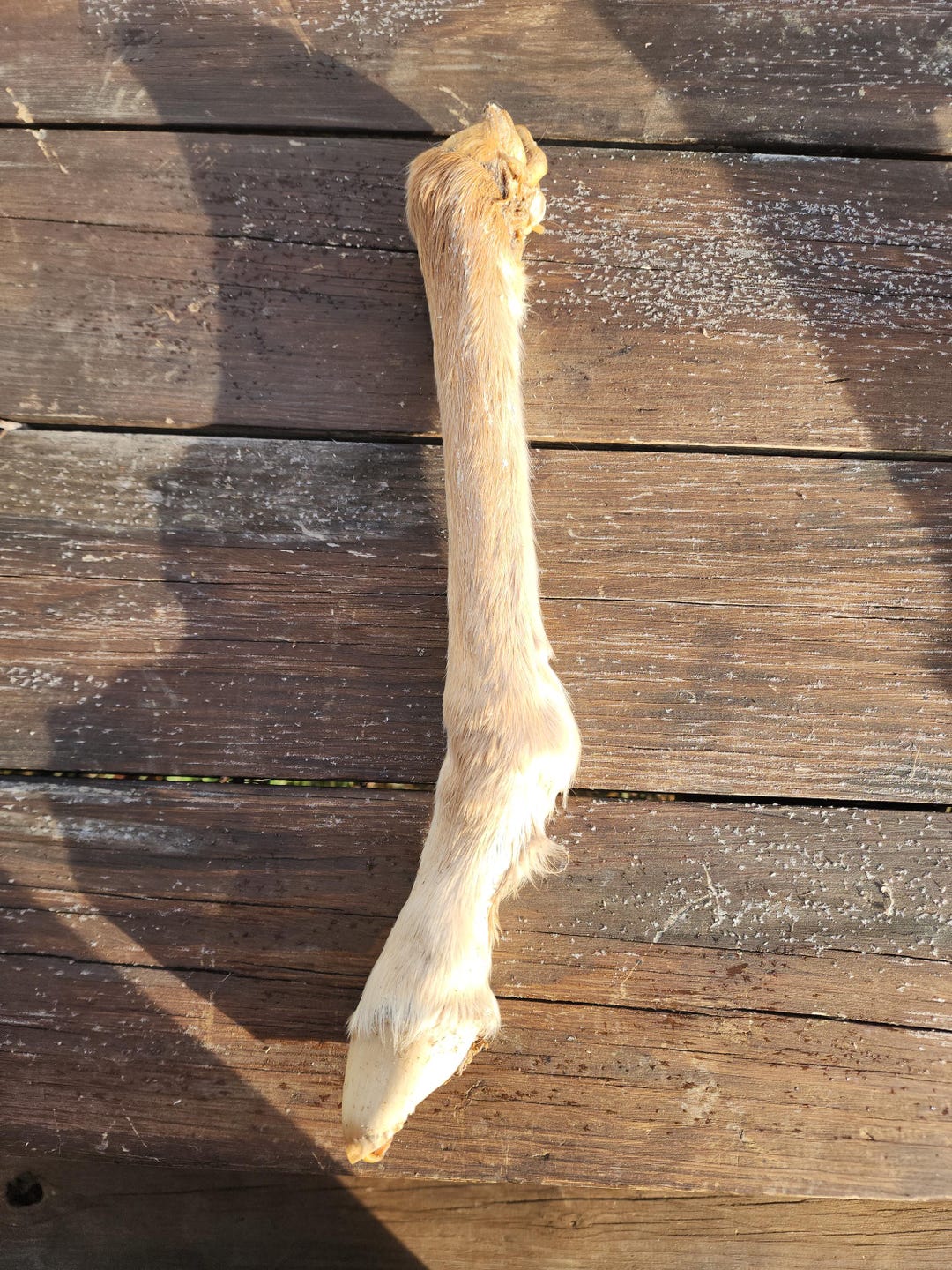 Baby Horse Leg Mummified Sheep Ram Goat Taxidermy Mount Oddities - Etsy