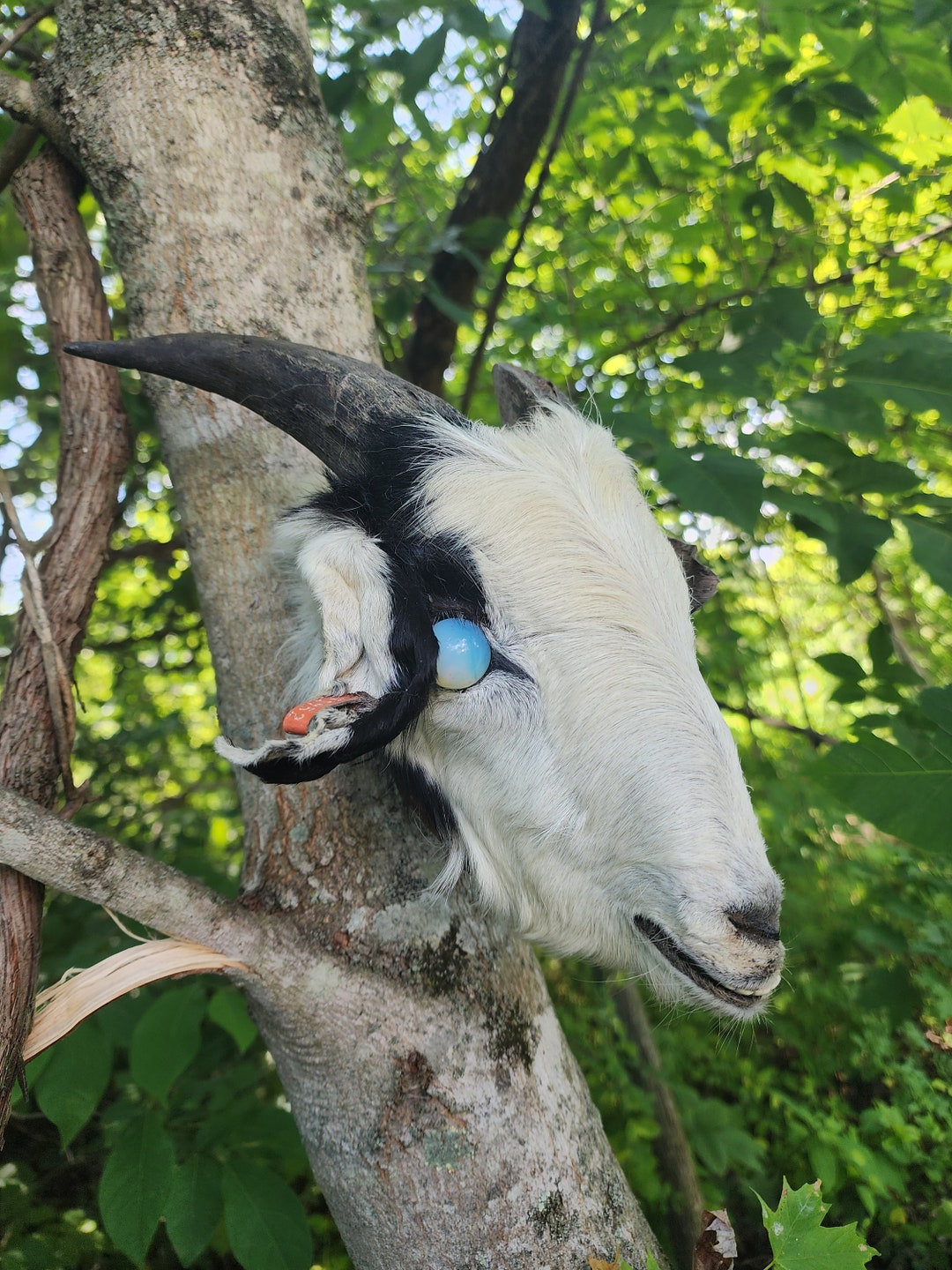 Boar Goat Ram Sheep Head Mummified Freeze Dried Wet Specimen With Jar ...