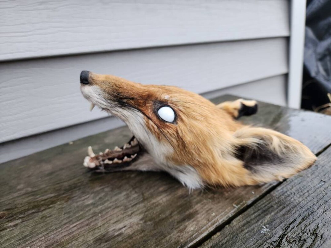 Red Fox Mummified Freeze Dried Wet Specimen With Jar Taxidermy - Etsy