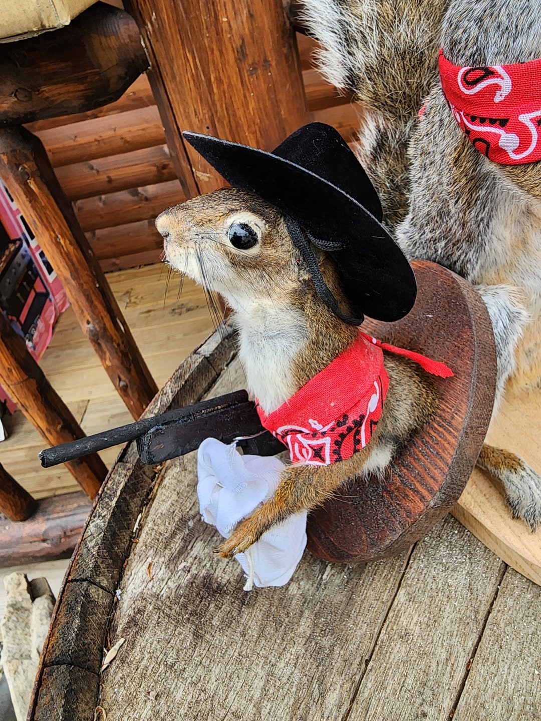 Bank Robber Cowboy Gray Squirrel Taxidermy Mount - Etsy