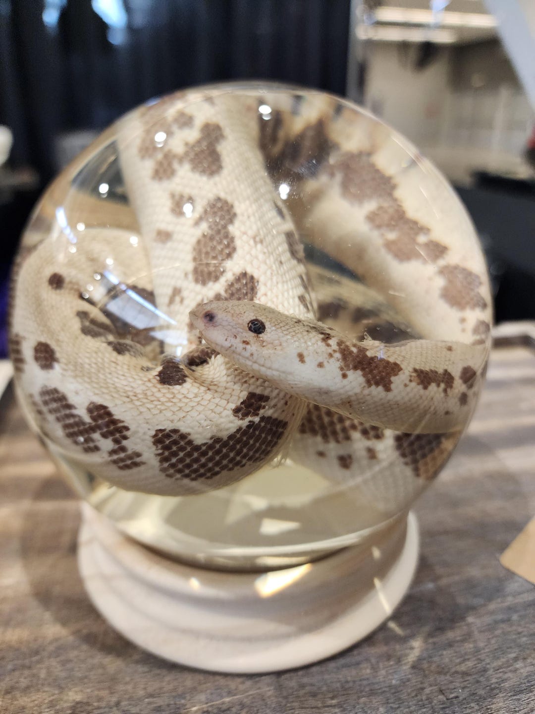 GLOBE Wet Specimen Adult Sand Boa Snake Taxidermy Mount Formalin Fixed ...