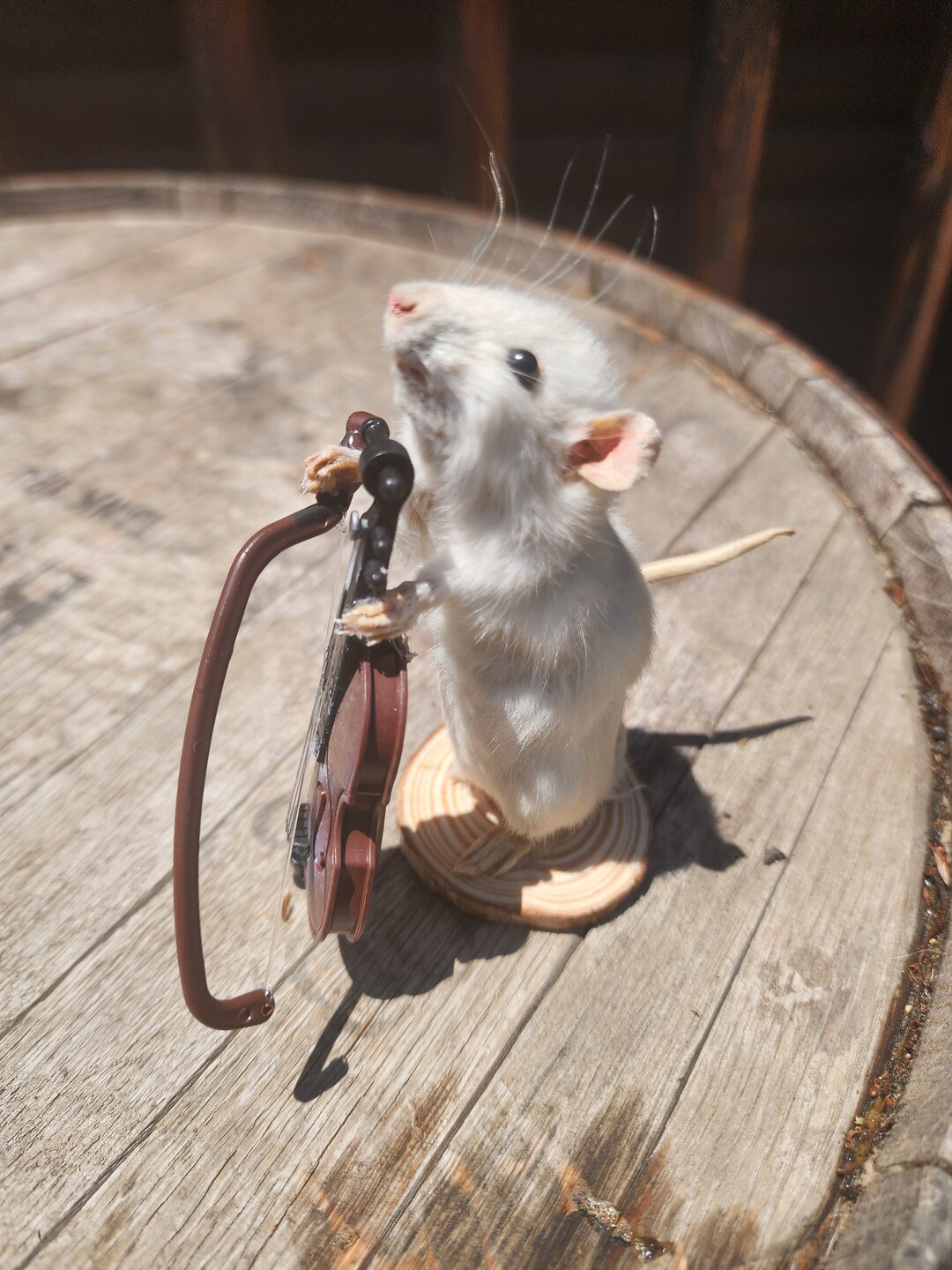 Rats Rat Musician Taxidermy Mount - Etsy