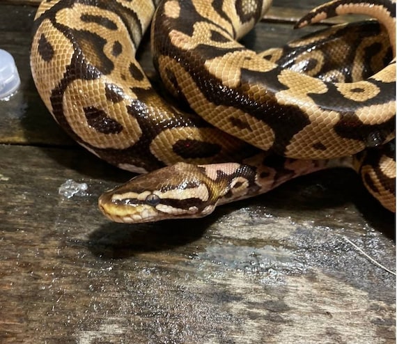 Home & Living Wet specimen ivory ball python snake taxidermy mount ...