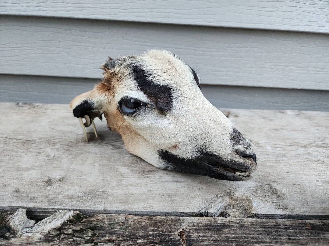 Lamb Boar Goat Ram Sheep Head Mummified Freeze Dried Wet Specimen Mummy ...