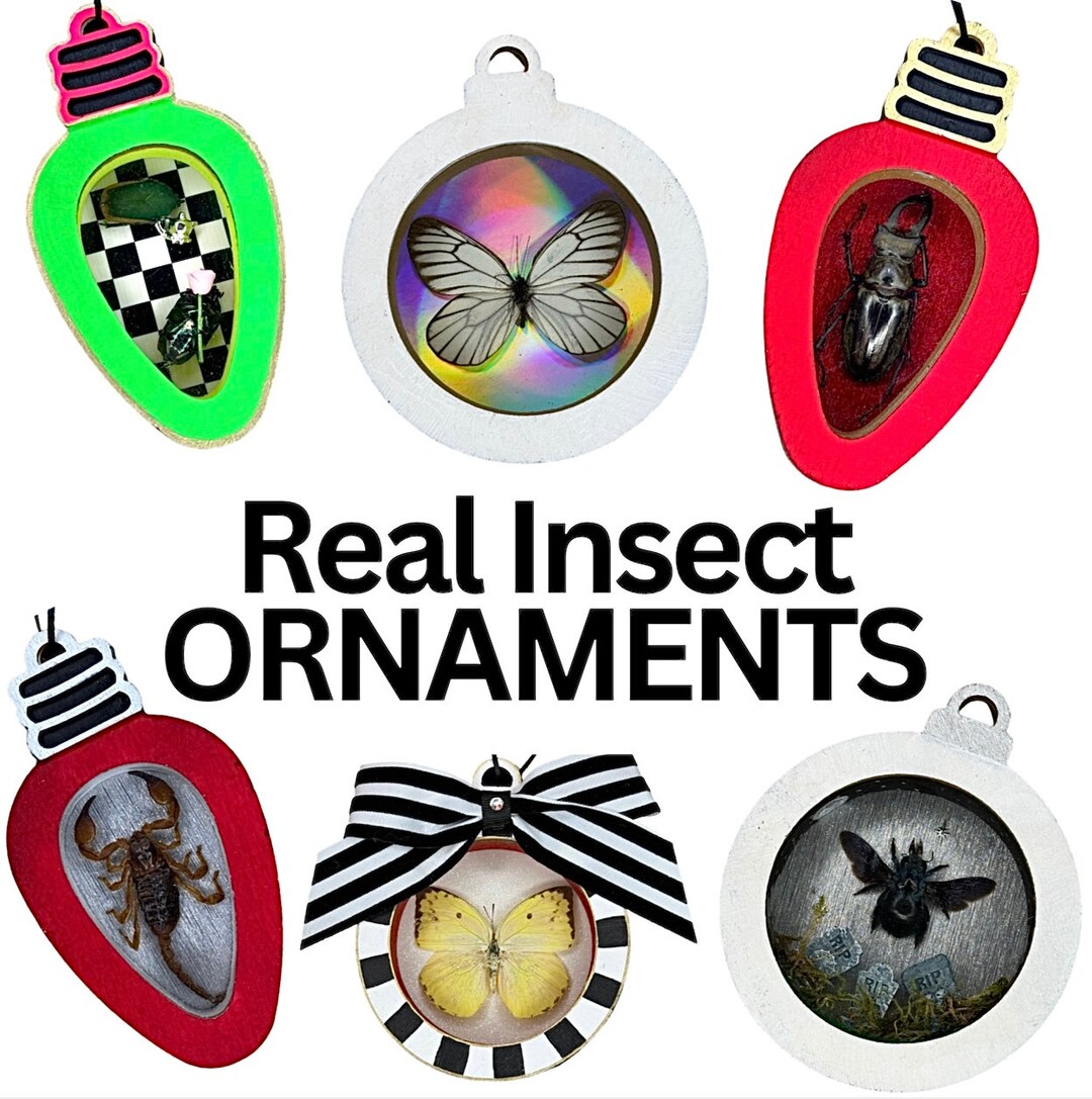 Real Preserved Insect Ornaments - Etsy