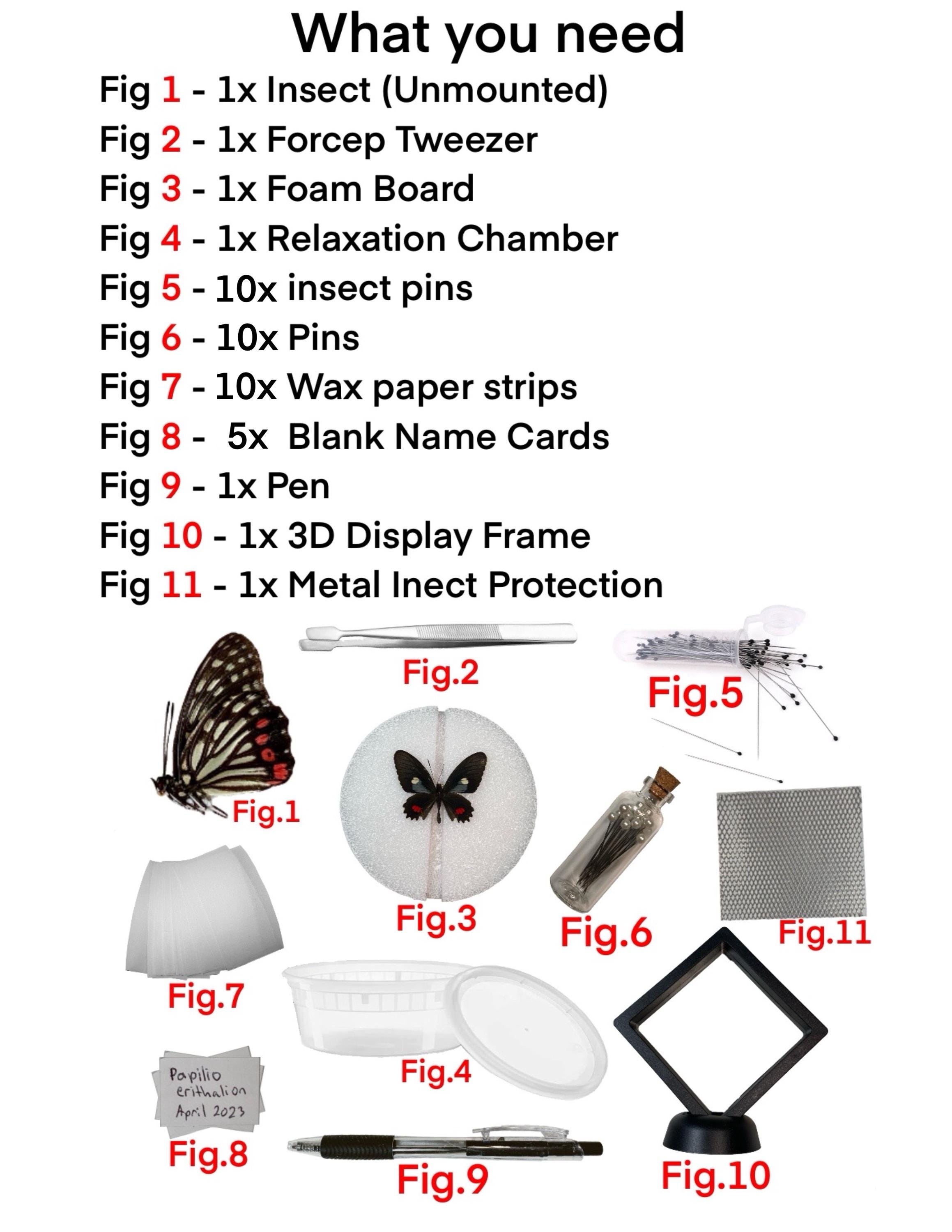 Insect Pinning Kit - With Instructions - Etsy