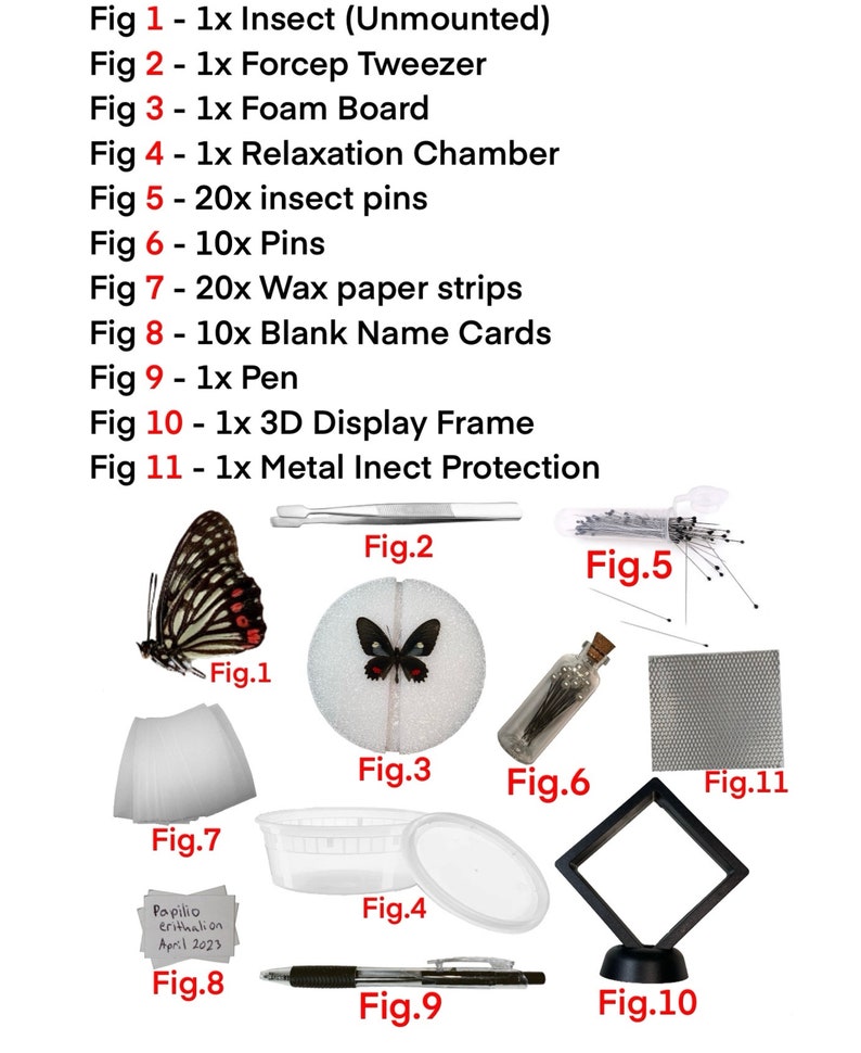 Insect Pinning Kit - Etsy