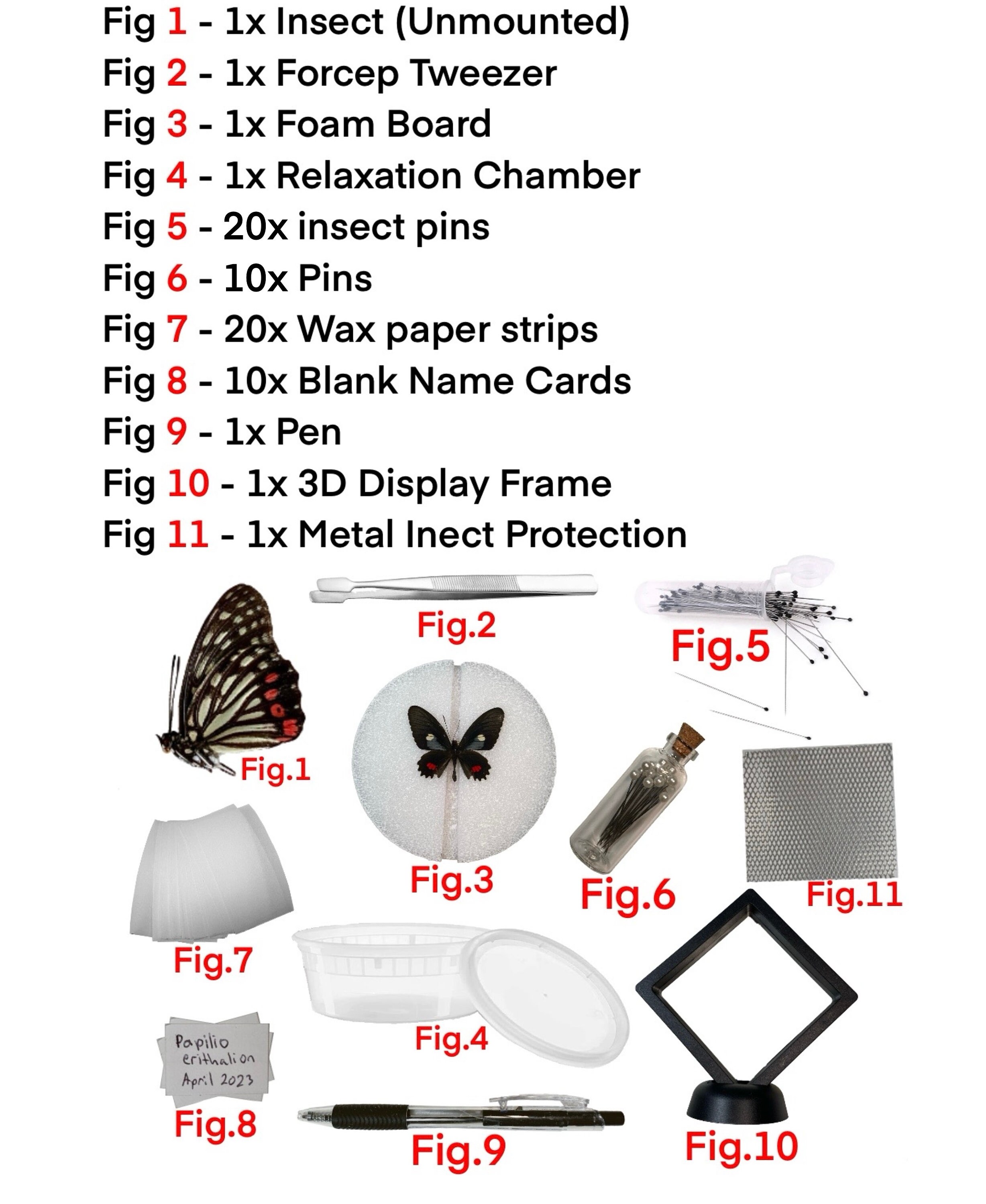 Insect Pinning Kit - Etsy