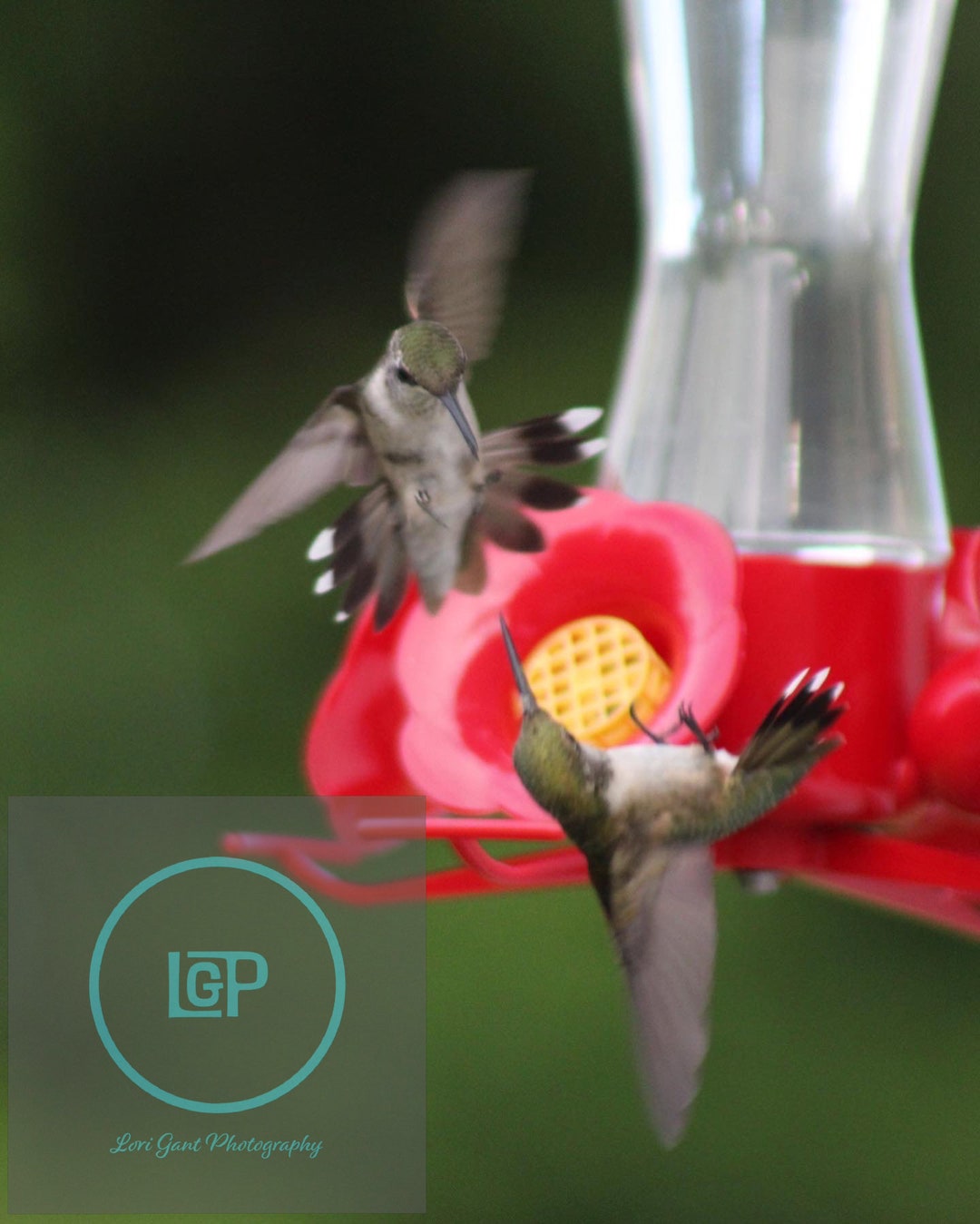 Original Photo of Hummingbirds in Elizabeth, WV - Etsy