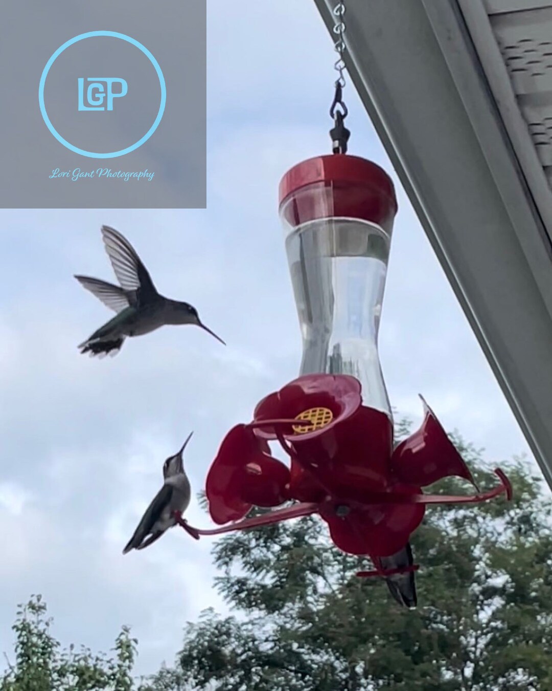 Original Photo of Hummingbirds in West Virginia - Etsy