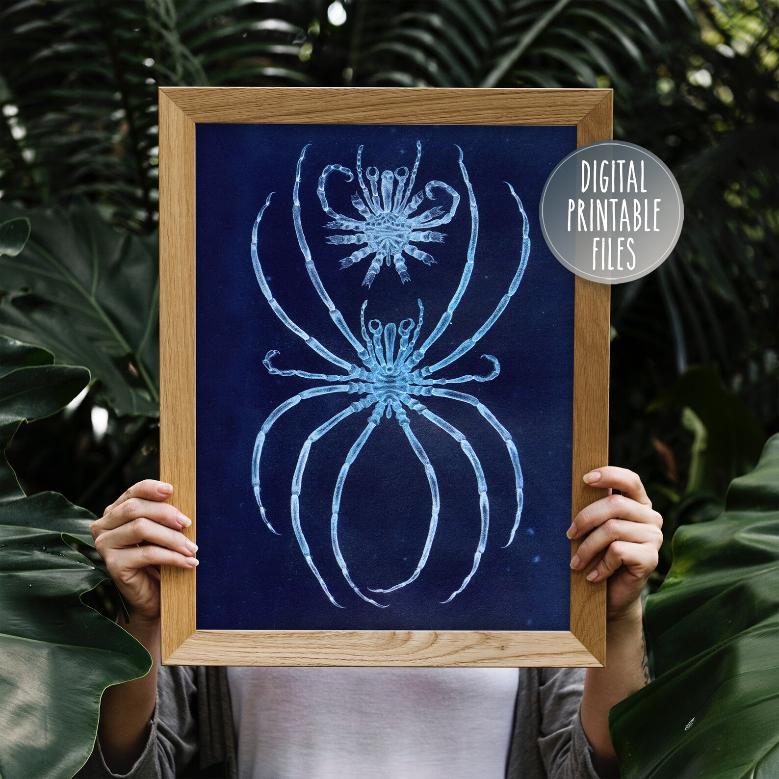 Vintage Spiders Art Drawing Antique Arachnids Digital | Etsy