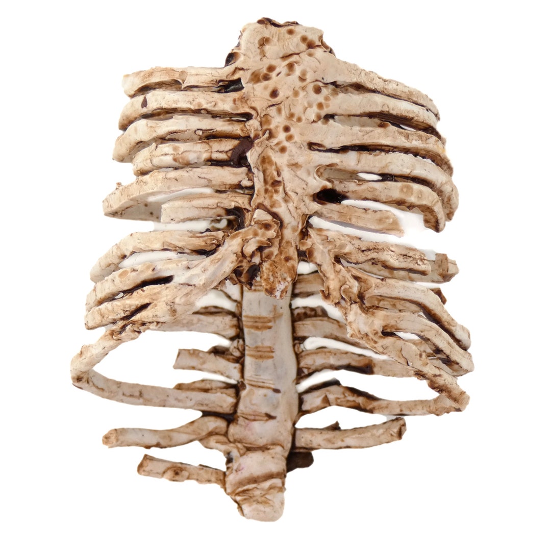 Ancient Miniature Bones 1:12 Scale Mini Human Rib Cage handmade perfect ...