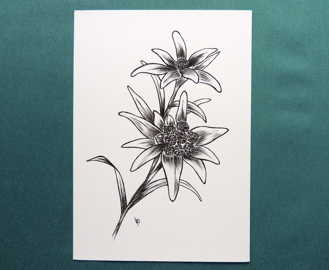 Edelweiss, A4 Ink Drawing Printing, Black and White, Botanical ...