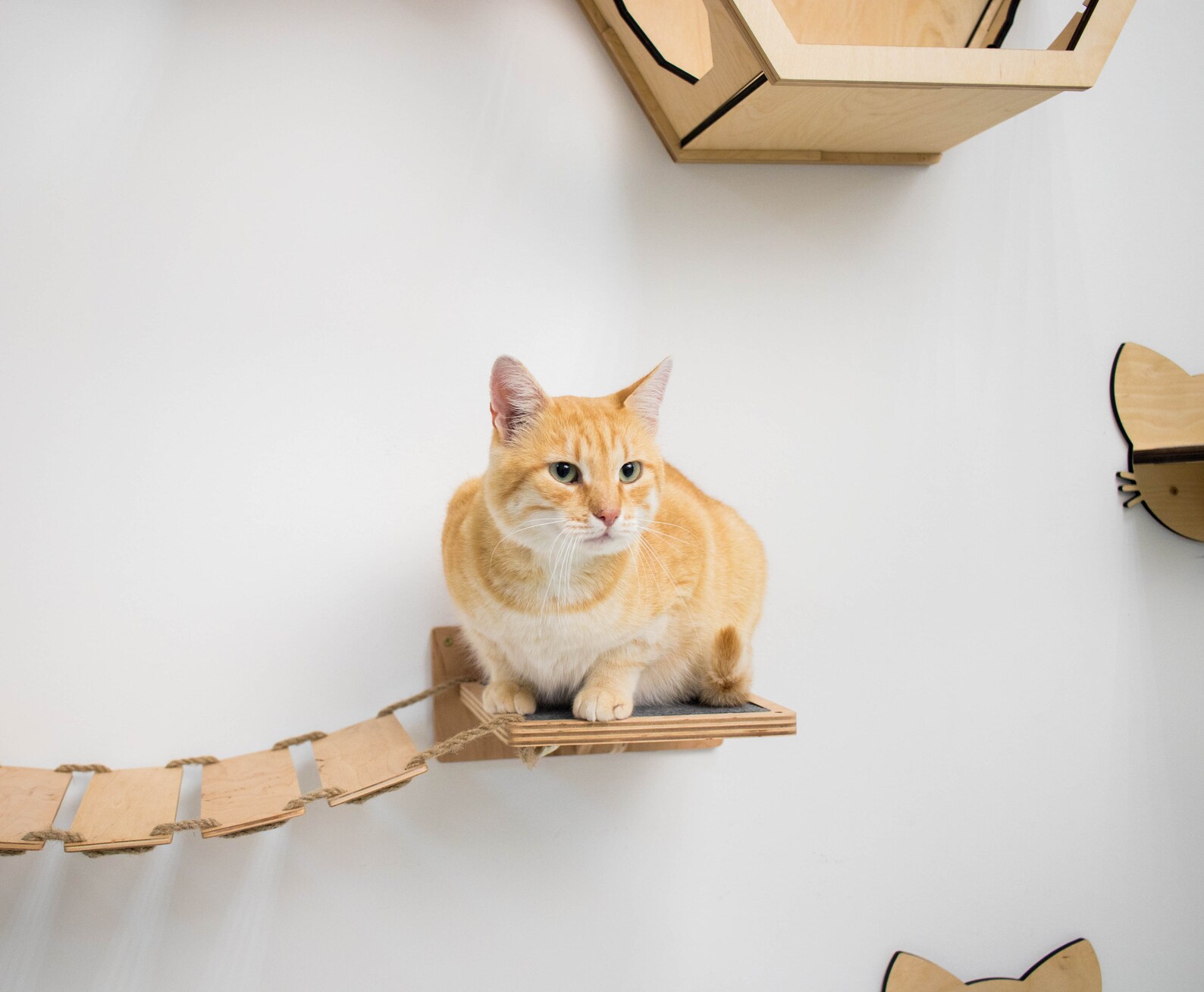 Cat Climber Wall Cat Bridge Modern Cat Shelves Bridge Cat - Etsy