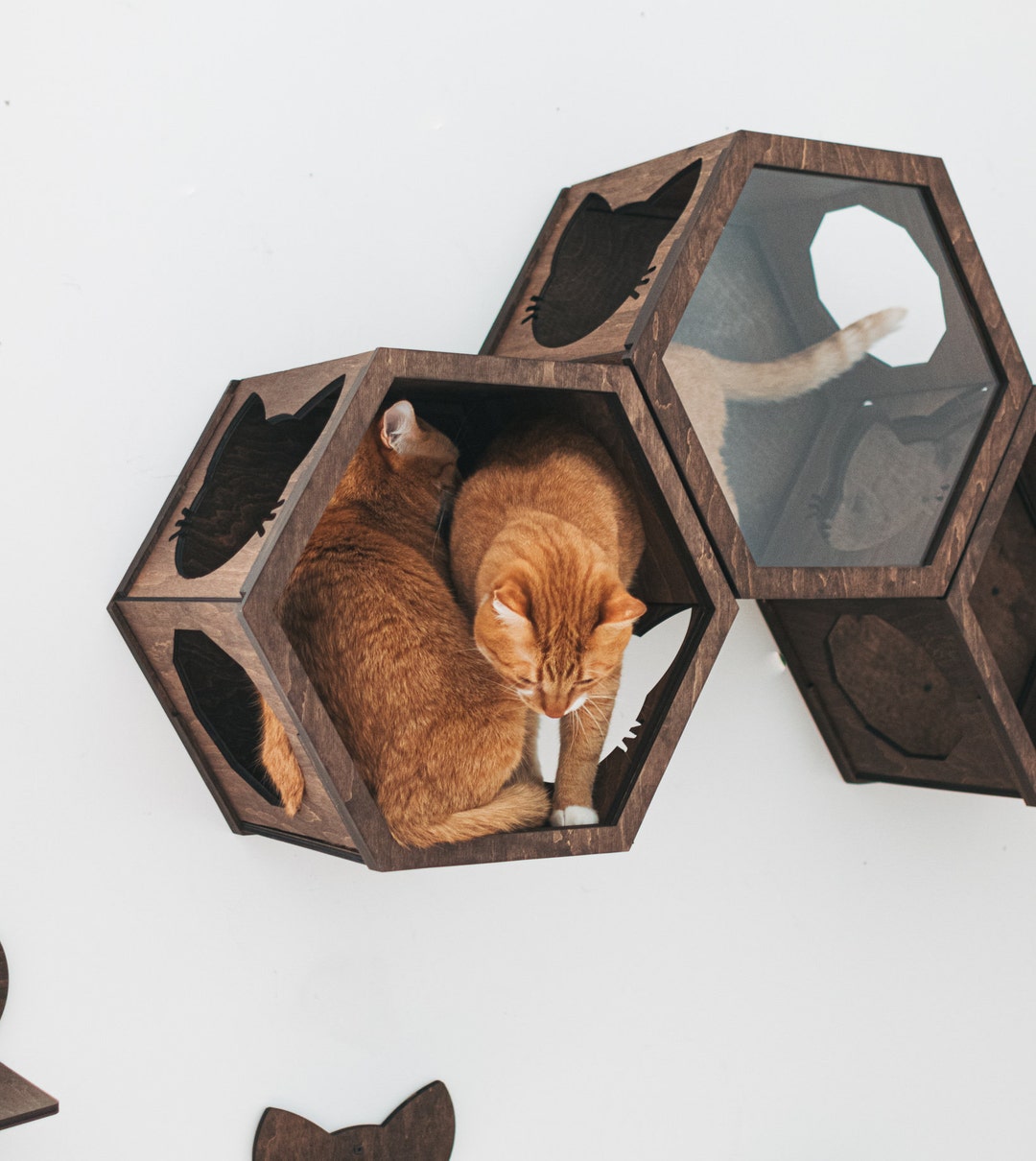 Acrylic Cat Wall Hexagon, Cat Acrylic Shelves, Cat Shelf, Cat Wall ...