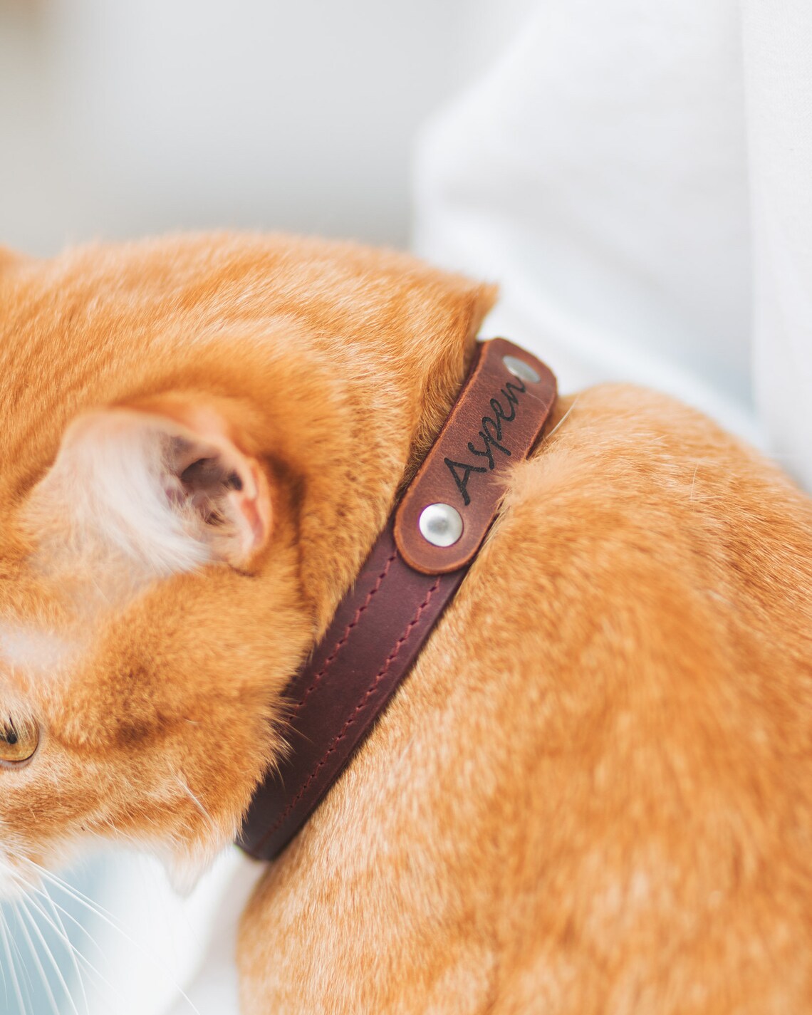 Cat Collar with Name Tag Personalised Gift for Cat Custom Pet | Etsy