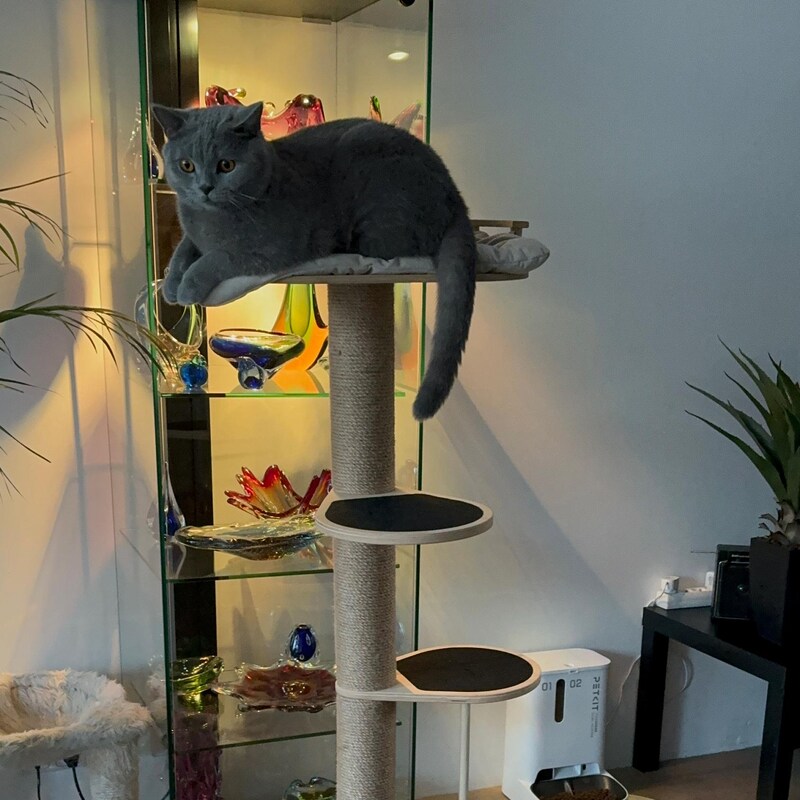 Cat Tree for Large Cats - Etsy