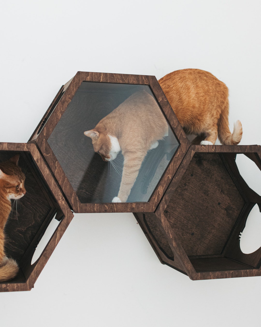 Acrylic Cat Hexagon Wall, Best Gift for Cat Lover, Cat Furniture, Cat ...