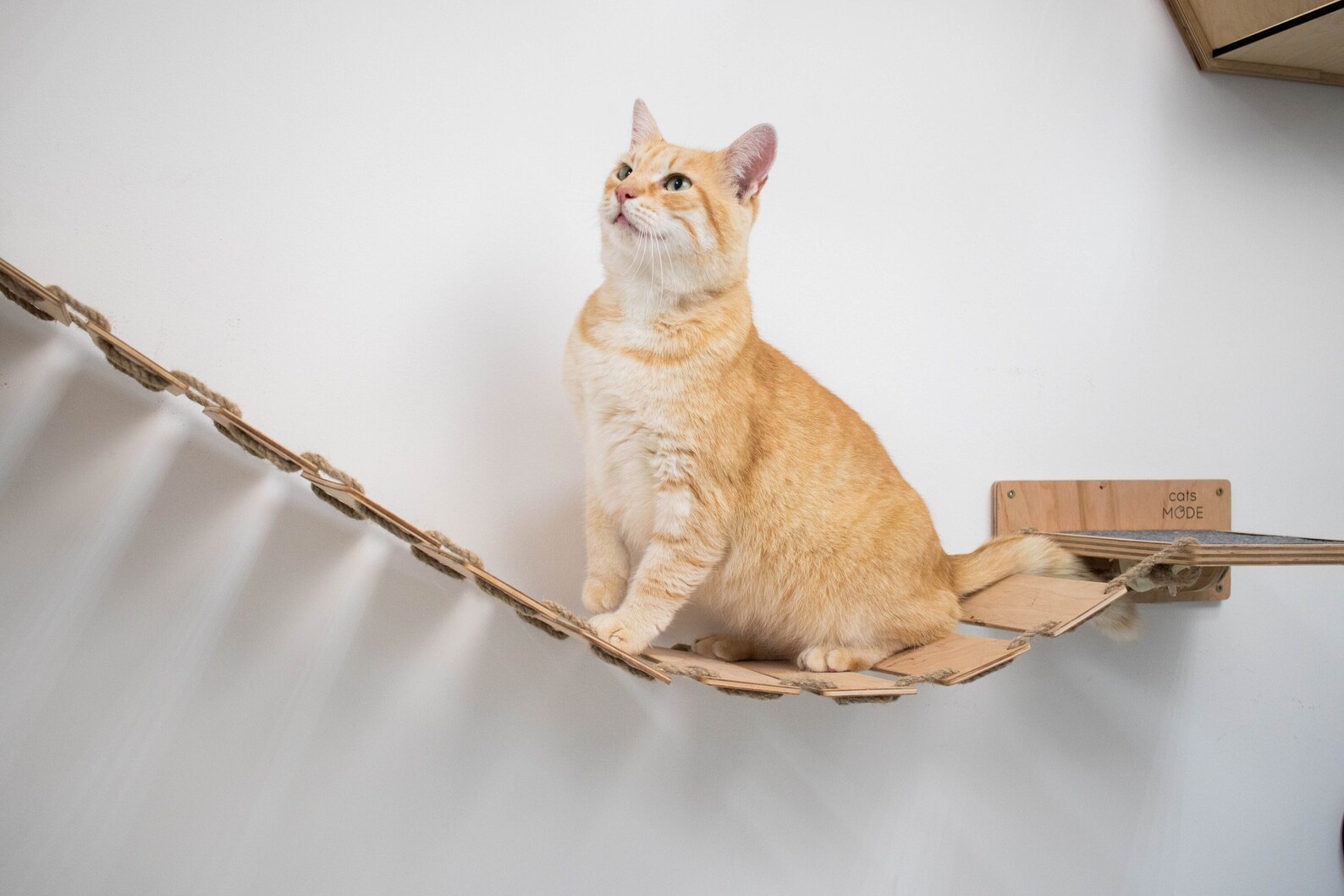 Cat Climber Wall Cat Bridge Modern Cat Shelves Bridge Cat - Etsy