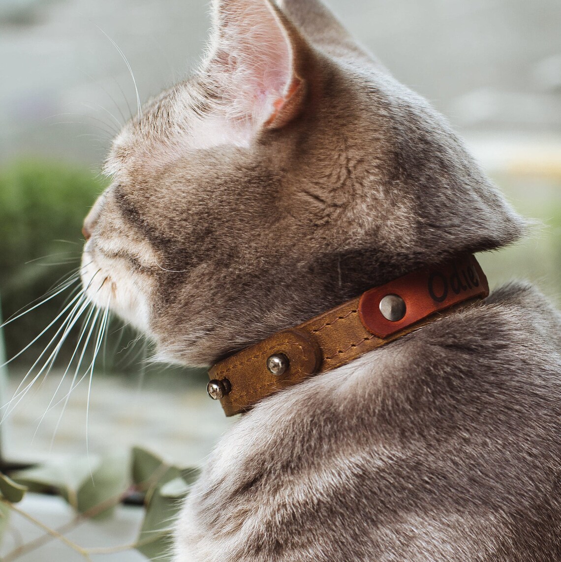 Cat Collar with Name Tag Personalised Gift for Cat Custom Pet | Etsy