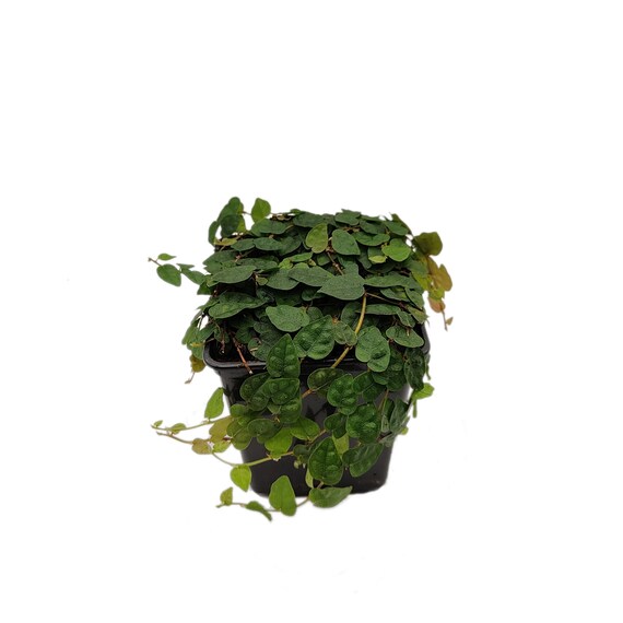 Ficus pumila var. Minima Plante grimpante Terrarium / - Etsy France