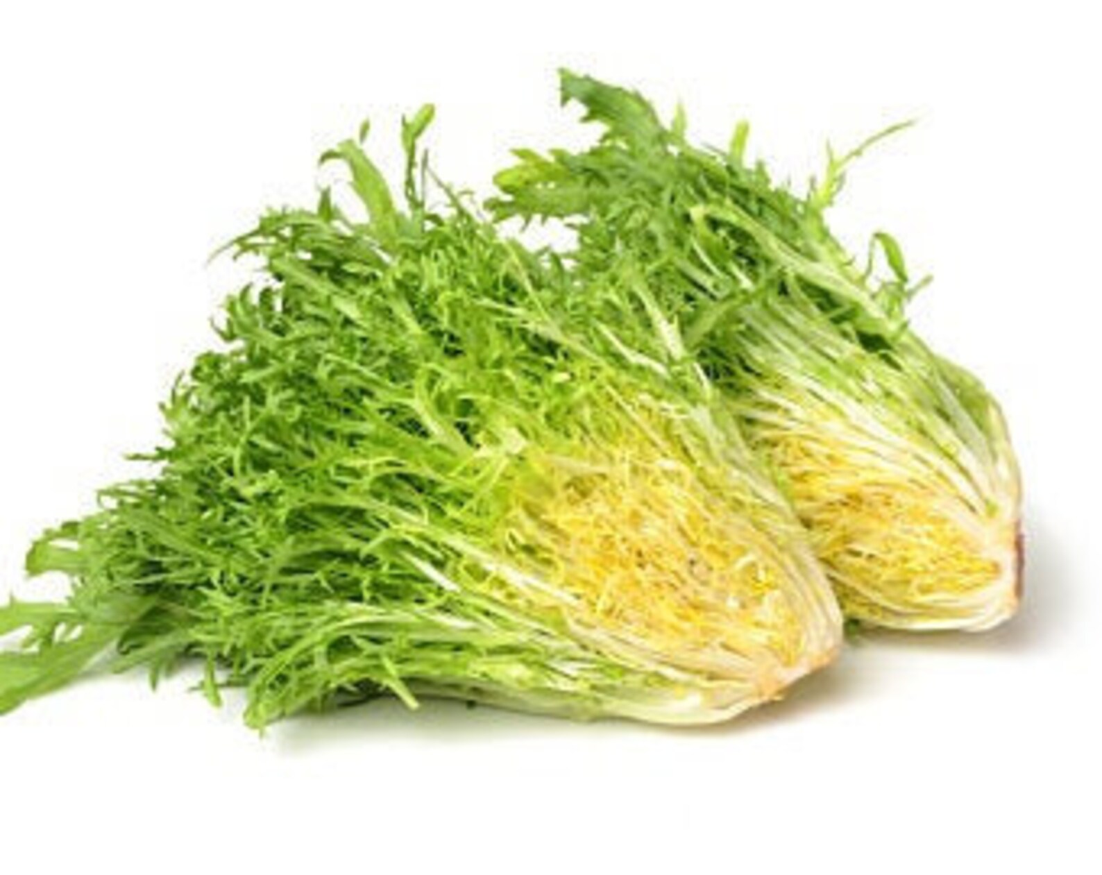 Green Curled Ruffec Endive - Etsy