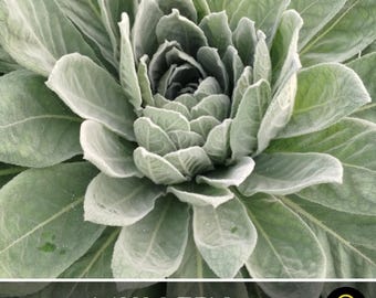 Bulk Mullein Seeds, Common, Organic Verbascum Thapsus VE011C - Etsy